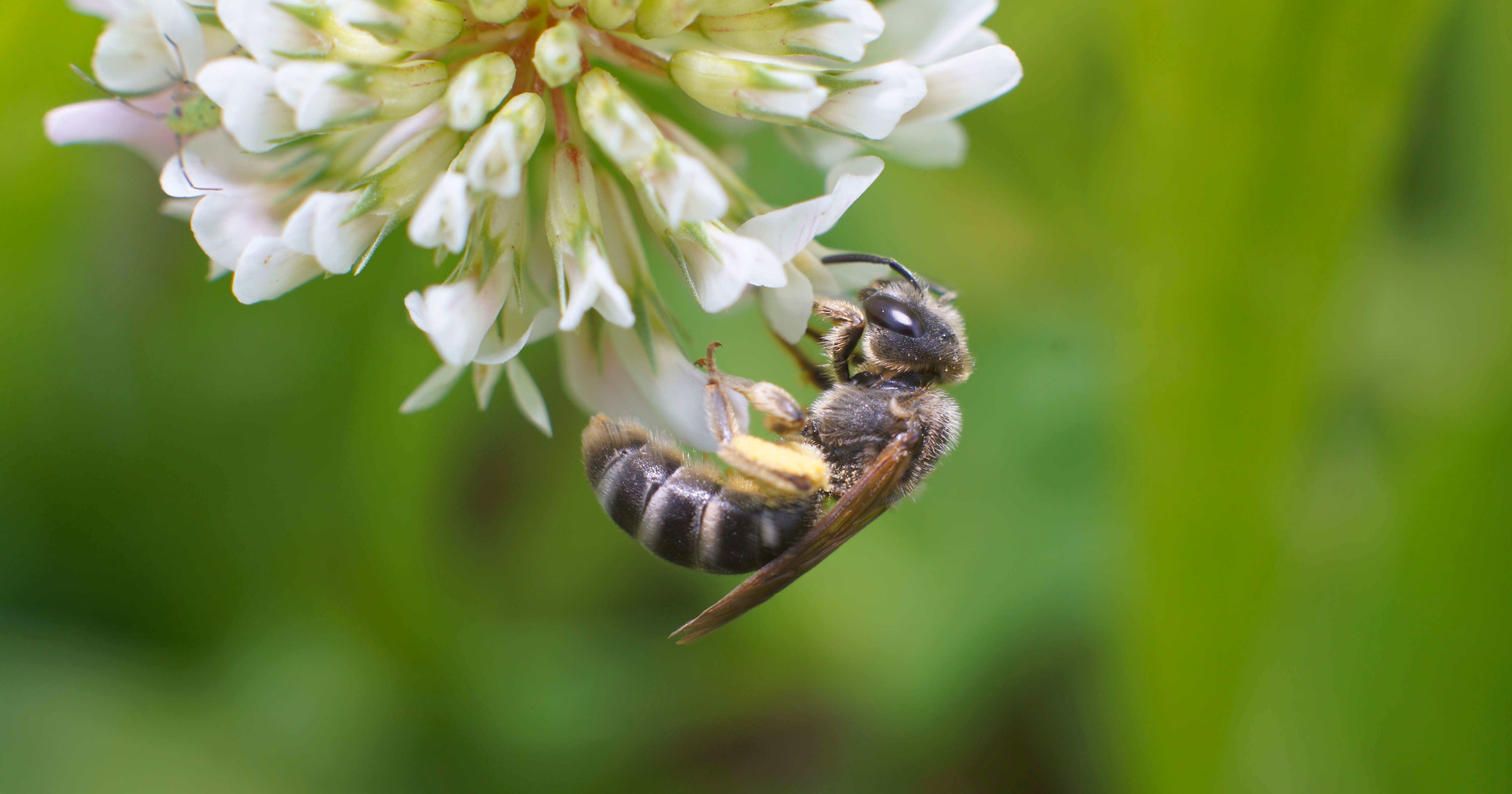 Unipd research - Why do we love insects that pollinate? | Università di ...