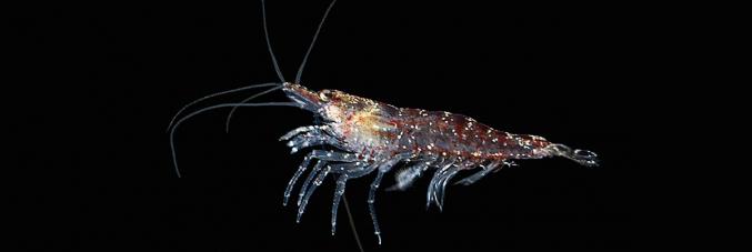 The Enormous Krill Genome | Università di Padova