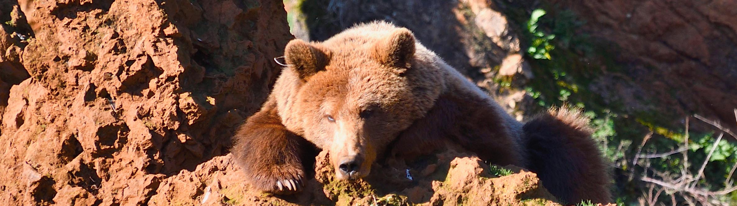L'orso in letargo non sviluppa atrofia muscolare. Lo rivela uno studio ...